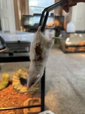 THAT FISH PLACE - THAT PET PLACE - Updated October 2025 - 149 Photos ...