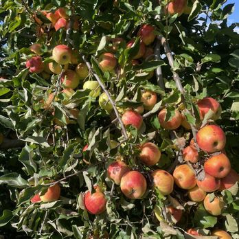 BERLIN ORCHARDS - Updated December 2025 - 98 Photos & 40 Reviews - Rt ...