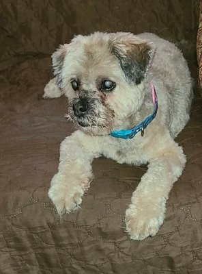 PINK DOG PARLOR - Updated December 2025 - 17 Reviews - 662 Plank Rd ...