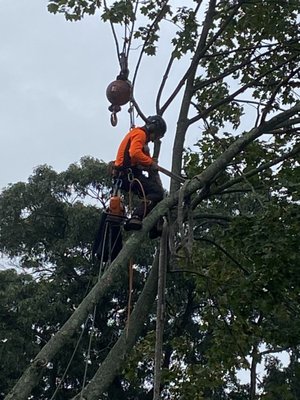 WARWICK TREE SERVICE - Updated October 2025 - 25 Photos & 63 Reviews ...