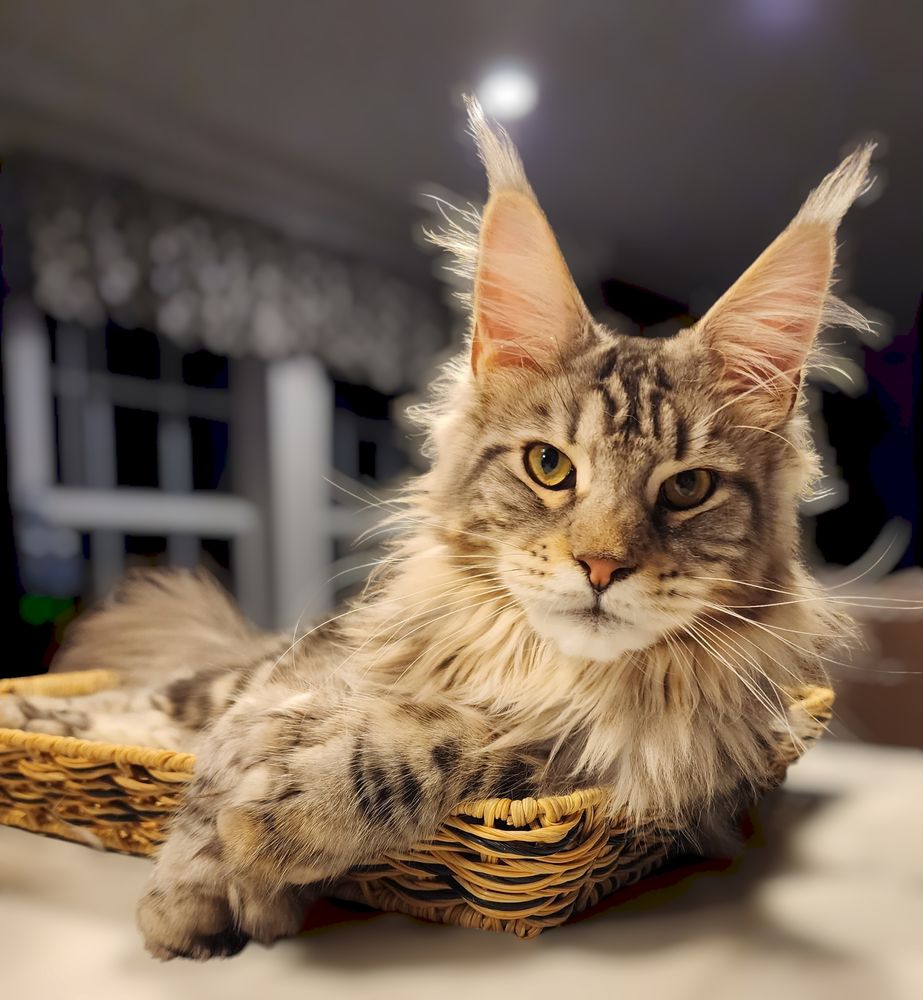 APZ MAINE COONS - Updated November 2025 - Request Information - 53 ...
