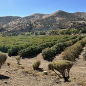 BLOOM RANCH OF ACTON - Updated May 2025 - 156 Photos & 60 Reviews ...