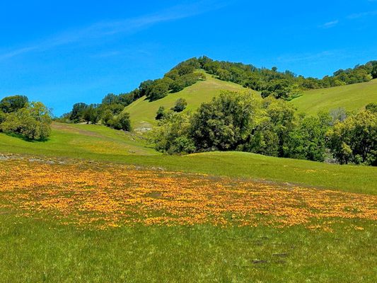 MT. BURDELL OPEN SPACE PRESERVE - 174 Photos & 43 Reviews - Novato ...