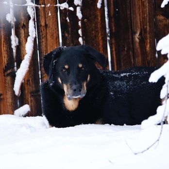 COLORADO CORRECTIONAL INDUSTRIES PRISON TRAINED DOG PROGRAM - Updated ...