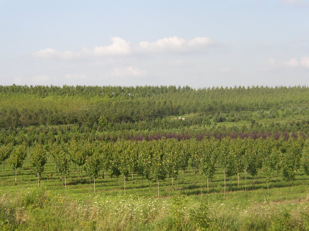 LEWIS BROS TREE FARM & NURSERY - Updated August 2025 - 1786 Iwv Rd SW ...