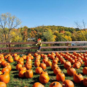 APPLE RIDGE ORCHARDS - Updated September 2024 - 215 Photos & 92 Reviews ...