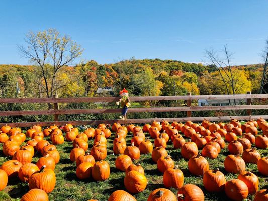 APPLE RIDGE ORCHARDS - Updated August 2024 - 203 Photos & 87 Reviews ...