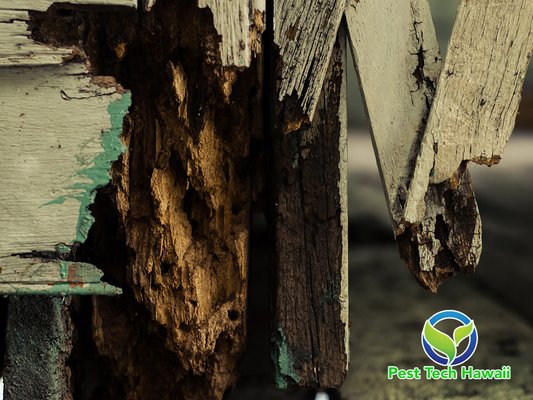 PEST TECH HAWAII - Updated January 2026 - 84 Photos & 125 Reviews ...