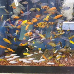 GERBER’S TROPICAL FISH - 23 Photos & 21 Reviews UPDATED - Local Fish ...