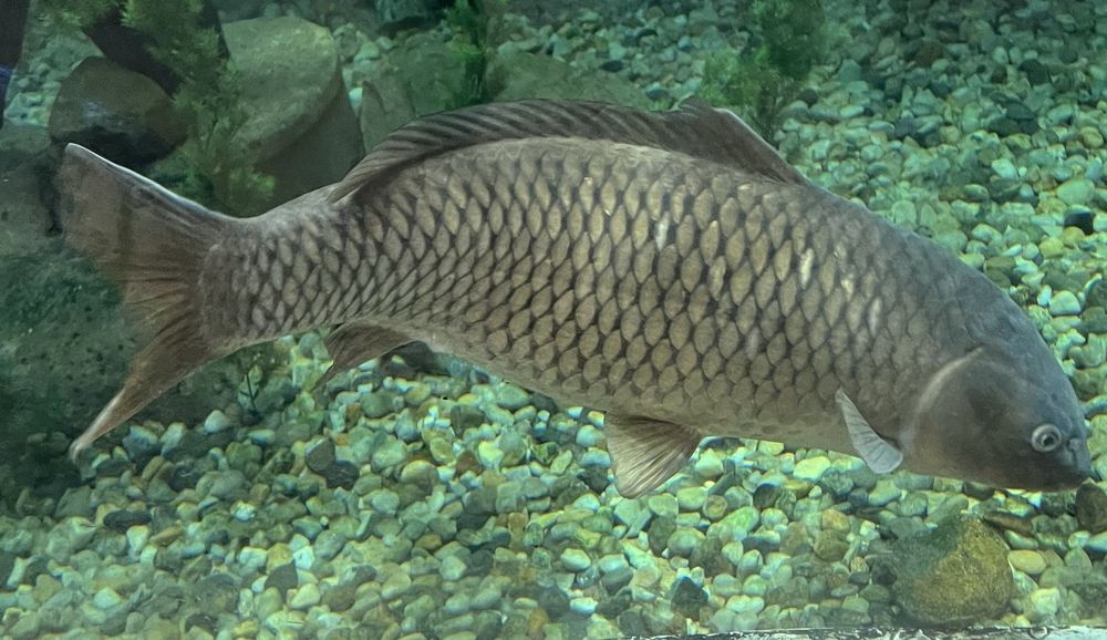 ECHO LAKE PARK - Updated December 2025 - 15 Photos - 5701 Springfield ...