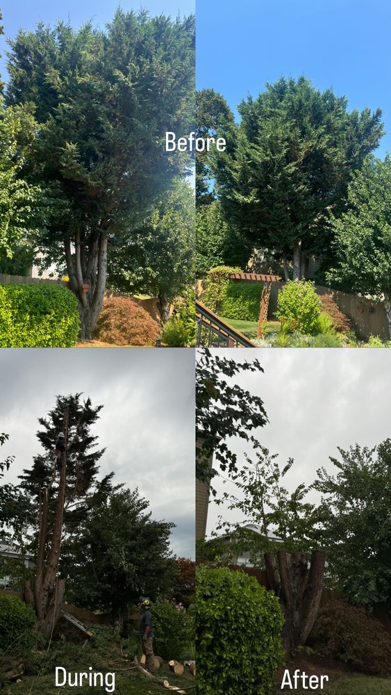 TREE CLIMBER NW - Updated November 2025 - Request a Quote - Vancouver ...