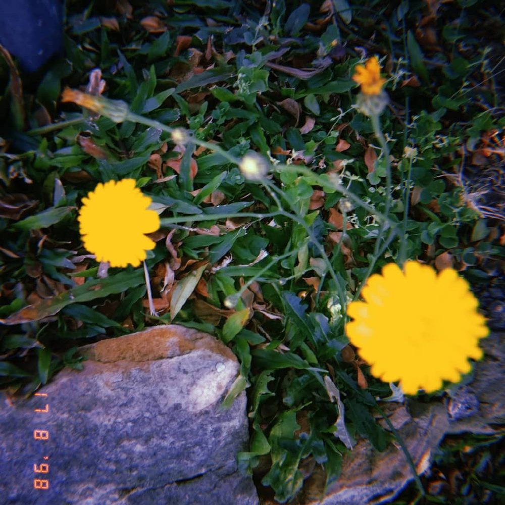 MOOLOOLAH CHINESE KITCHEN - Updated January 2025 - 2 Karanne Dr ...