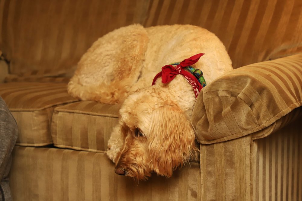 TRANSFURMATIONS GROOMING SALON - Updated January 2026 - 600 4th St ...