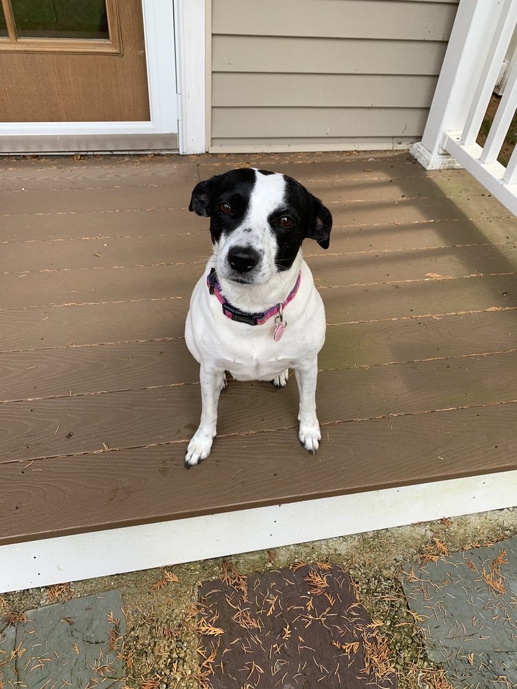 SMALL DOG RESCUE NEW ENGLAND - Updated December 2025 - 11 Reviews ...