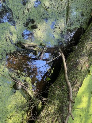 EDISTO RIVER ADVENTURES - Updated July 2025 - 40 Photos & 20 Reviews ...