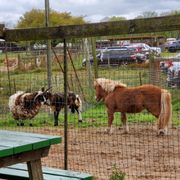 BAYOU WILDLIFE ZOO - 329 Photos & 121 Reviews - Zoos - 5050 FM 517 ...