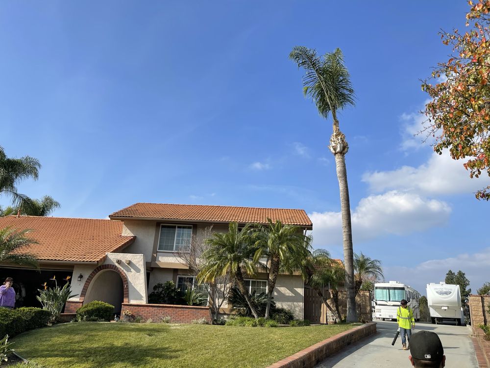 SO CAL TREE TRIMMING - Updated September 2025 - 17 Photos - Anaheim ...