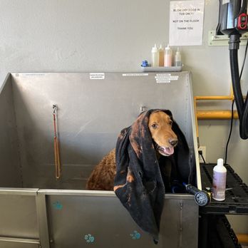 BARK BATH SELF SERVE DOG WASH & GROOMING - Updated March 2025 - 460 ...