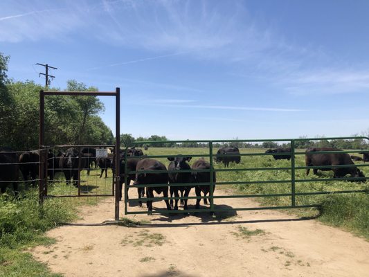 KAWEAH OAKS PRESERVE - 44 Photos & 13 Reviews - Hiking - 29979 Road 182 ...