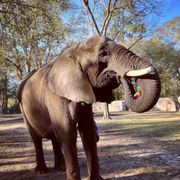 EAST TEXAS ELEPHANT EXPERIENCE - 26 Photos - 14041 Hwy 105 E, Cut and ...