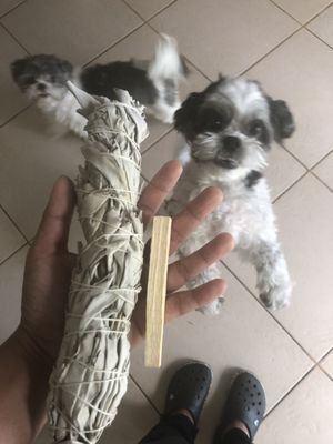 PARAMOUNT IMPORTS - 45 Photos & 157 Reviews - Vape Shops - 455 Meridian ...