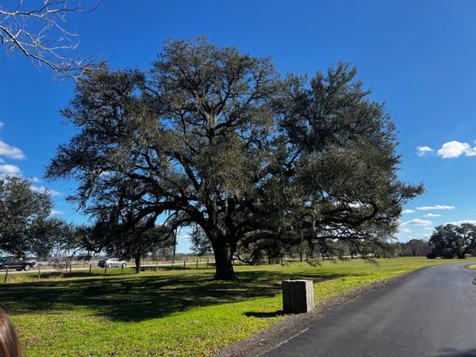 GEORGE RANCH HISTORICAL PARK - Updated September 2025 - 100 Photos & 45 ...