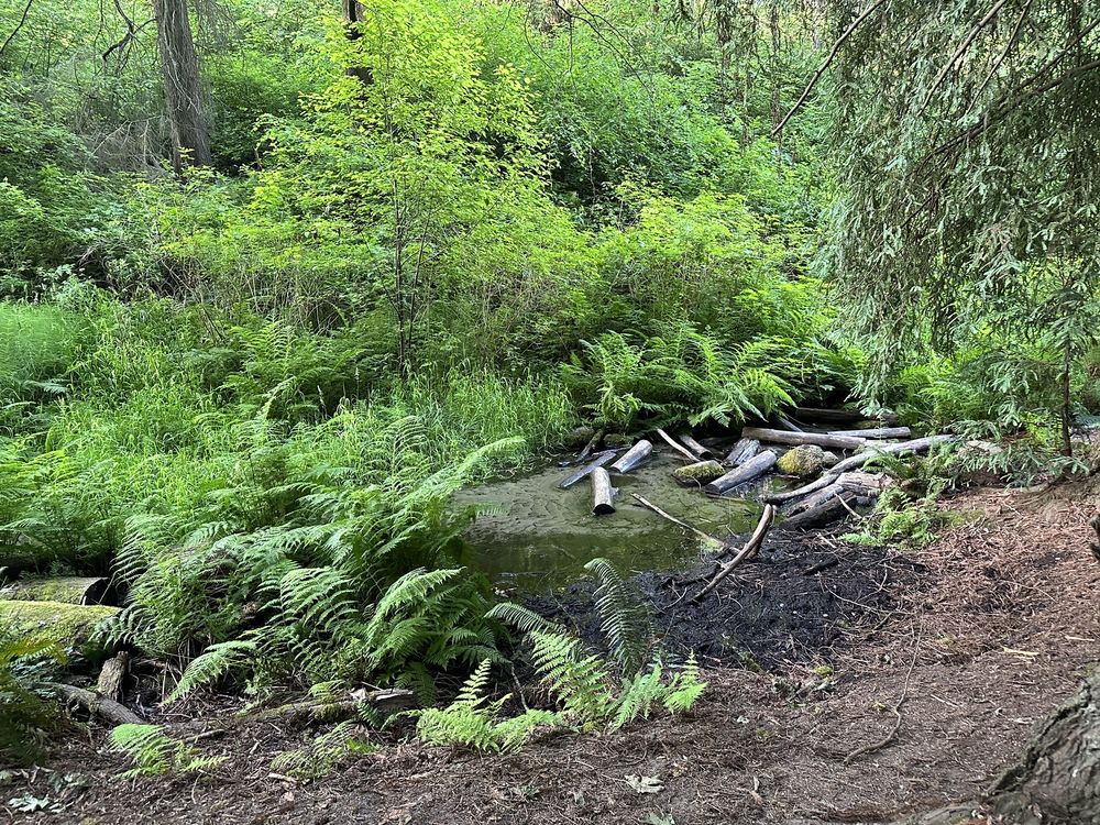 RAVENNA RAVINE - Updated September 2024 - 6215 24th Ave NE, Seattle ...