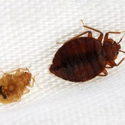 Smithereen Pest Management Services Reviews | Read Customer Service ...