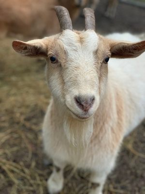 Reidsville, GA Map & Directions - MapQuest