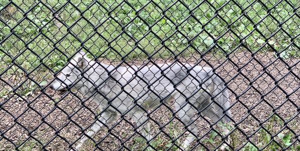 WILDWOOD ZOO - Updated September 2025 - 31 Photos & 12 Reviews - 608 W ...