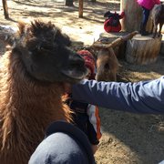 YMCA CAMP WHITTLE - 59 Photos & 14 Reviews - 31701 Rim Of The World Dr ...