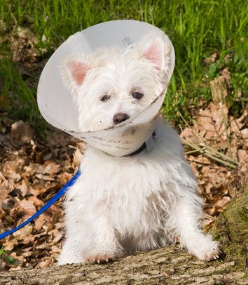 SUNBEAM VETERINARY CLINIC - Updated October 2025 - New mallow road ...