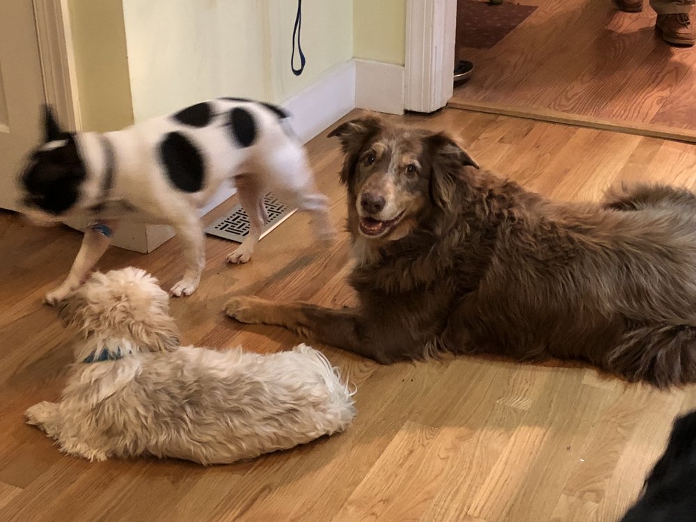 PUPPY LV - Updated May 2025 - 46 Photos - 3719 Wainfleet Dr, Richmond ...