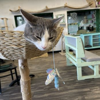 MOCHAS AND MEOWS - Updated September 2025 - 145 Photos & 84 Reviews ...