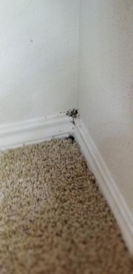 WHITE KNIGHT PEST CONTROL - Updated October 2025 - 25 Photos & 109 ...