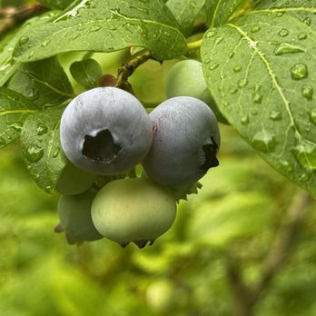 THE BLUEBERRY TREEHOUSE FARM - Updated July 2025 - 212 Photos & 49 ...