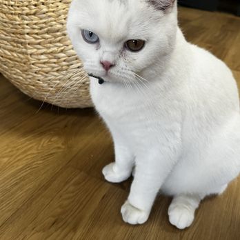 CATFFEINATED - Updated December 2025 - 22 Photos - 212 S Meridian ...