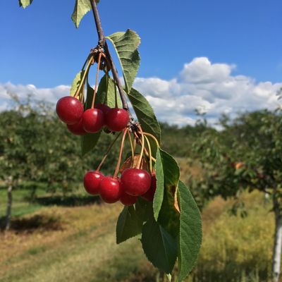 KING ORCHARDS - Updated July 2024 - 23 Photos & 22 Reviews - 986 US Hwy ...