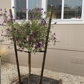 WHISPERING TREE NURSERY - Updated July 2024 - 53 Photos & 29 Reviews ...