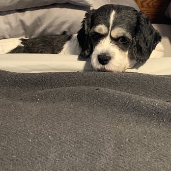 WAYNE COUNTY HUMANE SOCIETY - Updated December 2025 - 1161 ...