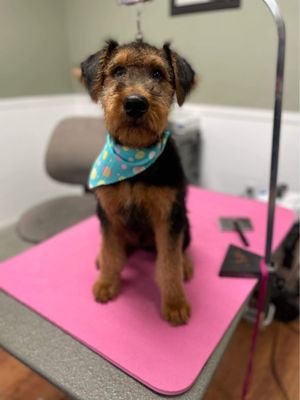 HAPPY TAILS GROOMING - Updated September 2025 - 4188 Rocky Ford Dr ...