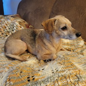 OREGON DOG RESCUE - Updated May 2025 - 50 Photos & 91 Reviews - 6100 S ...