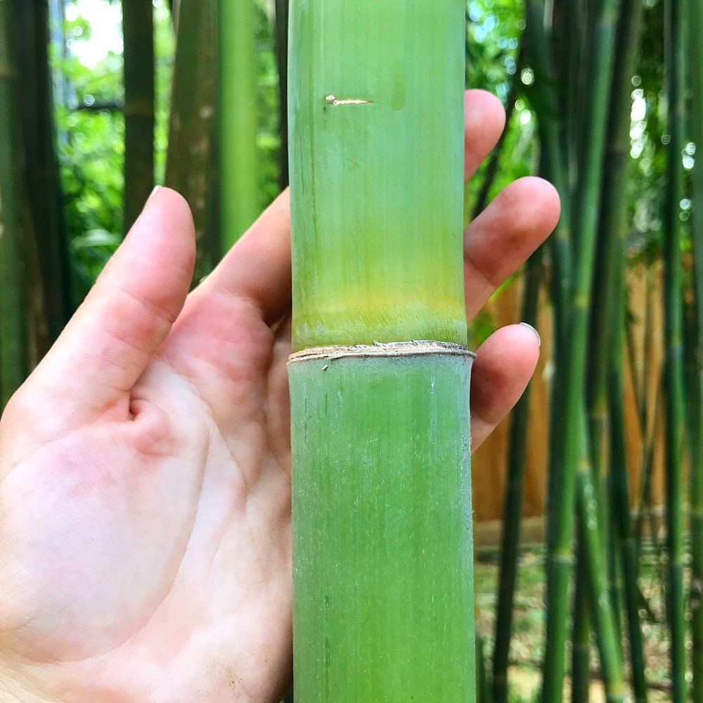 HOUSTON BAMBOO NURSERY - 59 Photos & 20 Reviews - 10815 Leitz Rd ...