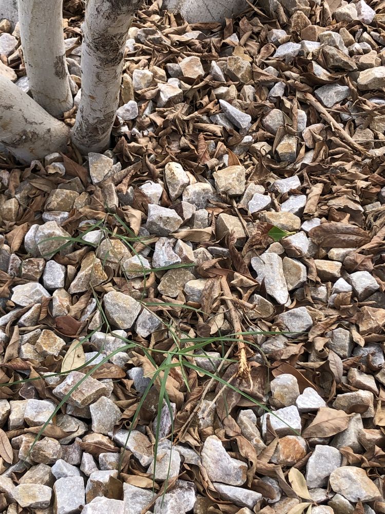 CHIPS TREE SERVICE - Updated August 2024 - 89 Photos & 215 Reviews ...