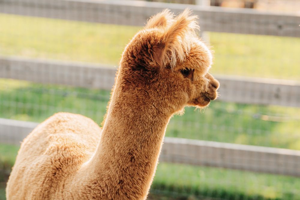 BEST NEST FARM - Updated October 2025 - 17 Photos - 25978 Pathfield Rd ...