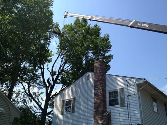 NORTH EASTERN TREE SERVICE - Updated December 2025 - 29 Photos & 104 ...