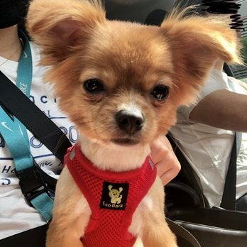 ALOHA DOG - Updated September 2025 - 213 Photos & 96 Reviews - 525B ...