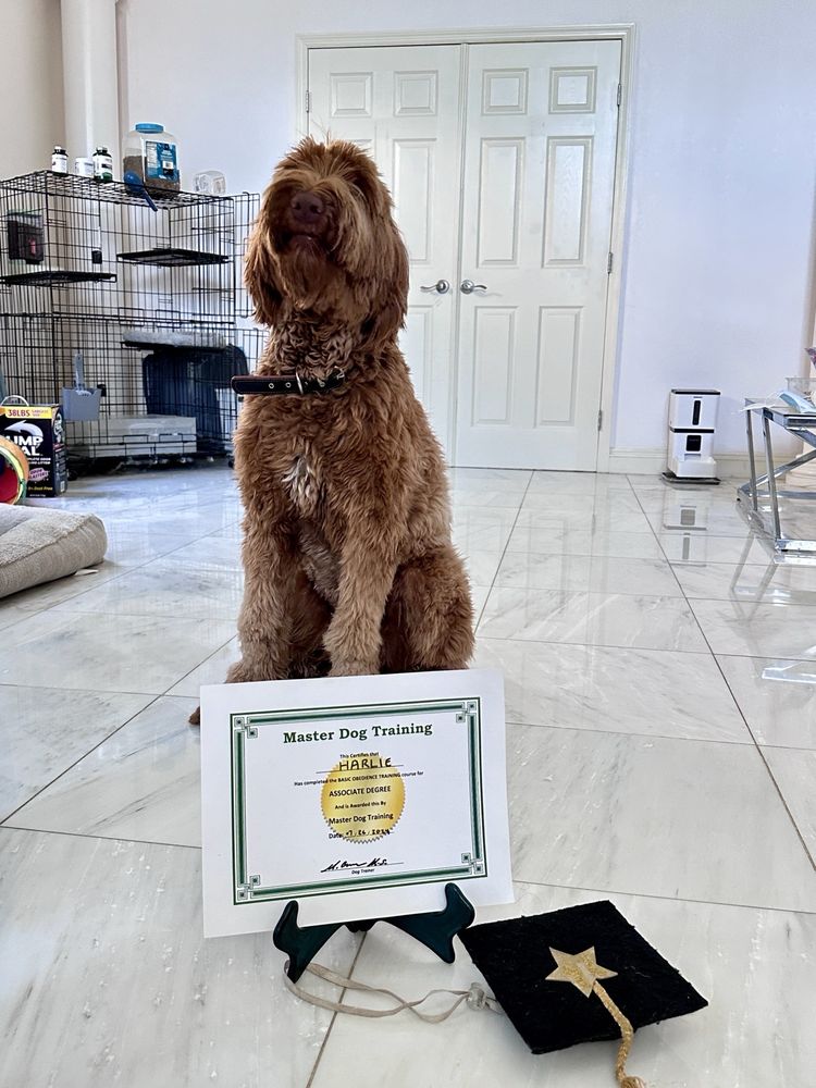 MASTER DOG TRAINING - Updated October 2025 - 80 Photos & 108 Reviews ...