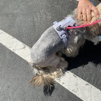 PAWS R US - Updated August 2024 - 84 Photos & 49 Reviews - 7955 N Cedar ...