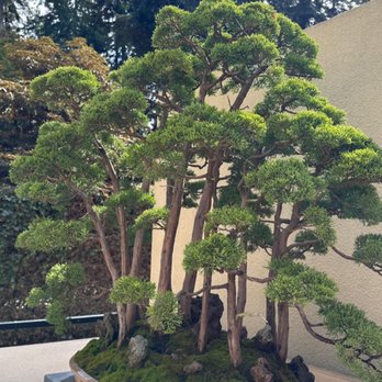 PACIFIC BONSAI MUSEUM - 371 Photos & 60 Reviews - 2515 S 336th St ...